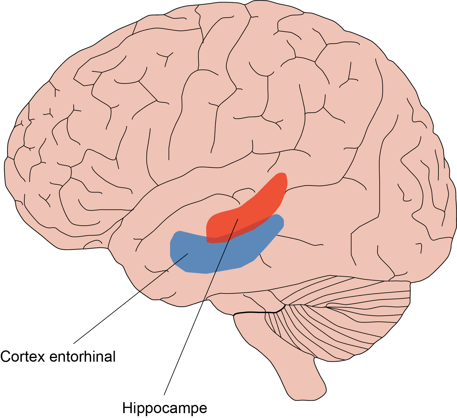 Vieillissement et perte de repères spatiaux : les cellules de grille ...