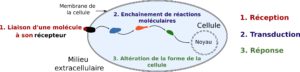 Le confinement 2.0 : comment la localisation de certaines molécules ...