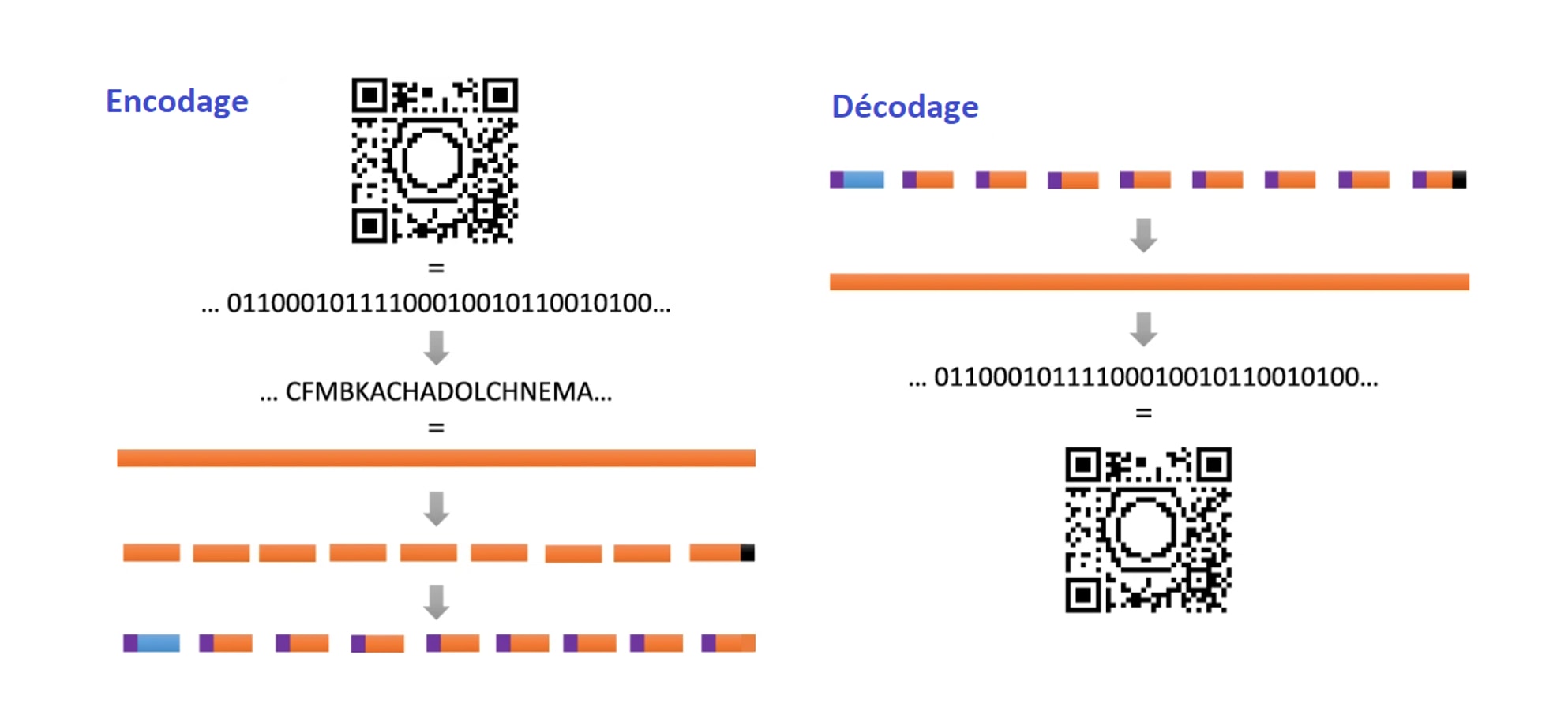Le QR code moléculaire : un tag nanométrique élaboré et décodé avec les ...