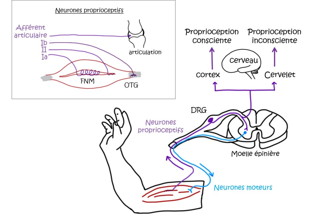 Le récepteur Piezo2 est essentiel pour la sensation de la position du ...