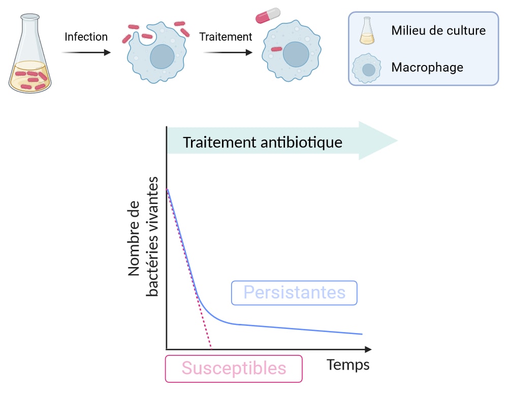 SOS, antibiotiques en détresse ! - Papier-Mâché